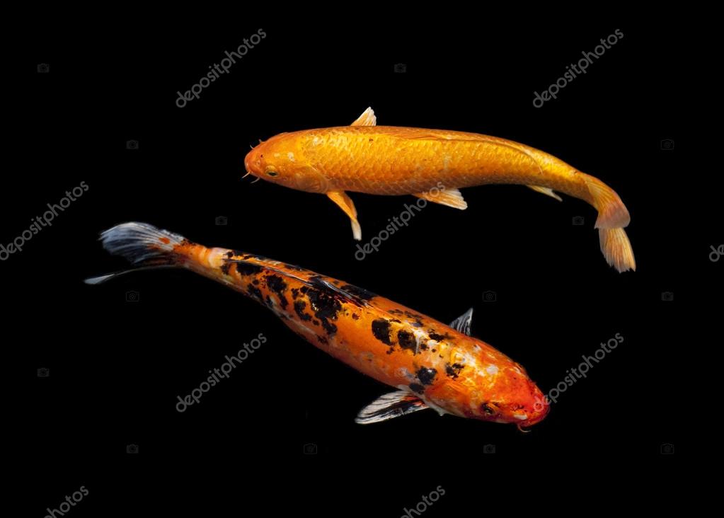 Koi Japanese Fancy carp Stock Photo by ©thornchai 42412371