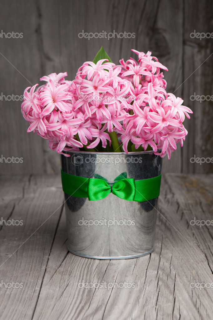 Pink hyacinth in a bucket Stock Photo by ©Iuliia 25744667