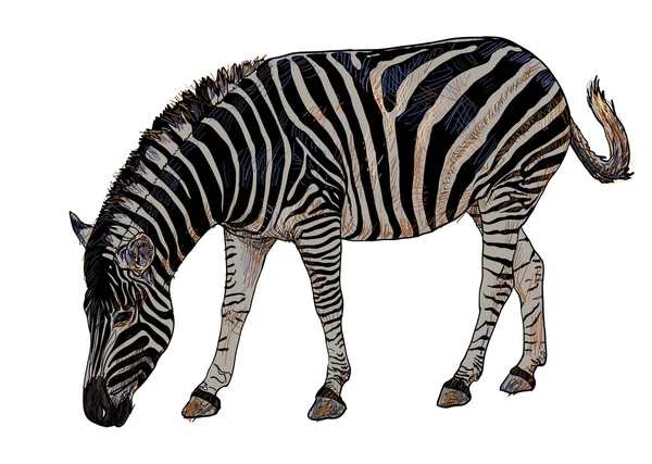 16,507,287 Kawaii zebra Vector Images | Depositphotos