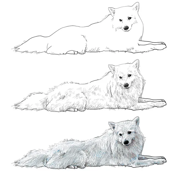 How To Draw A Wolf Lying Down