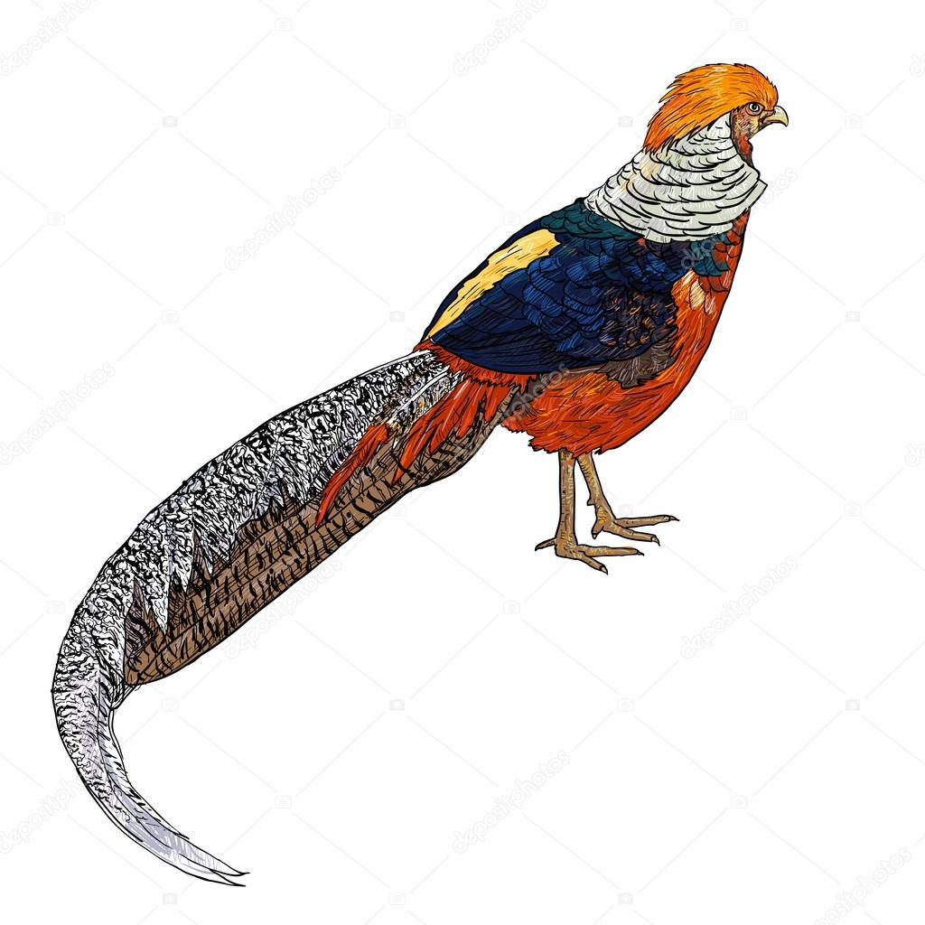 Golden Pheasant Stock Vector Image by ©hadkhanong1979 #37691651