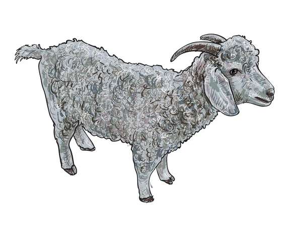 Goat angora, Royalty-free Goat angora Vector Images & Drawings ...