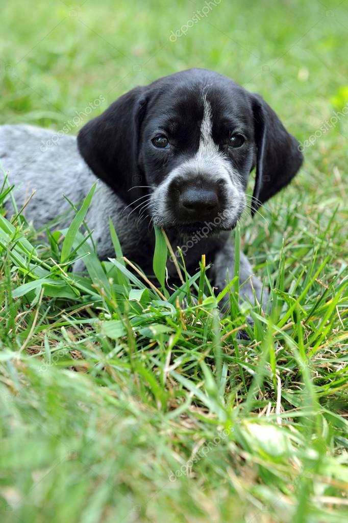 German Shorthaired Pointer Beagle Mix