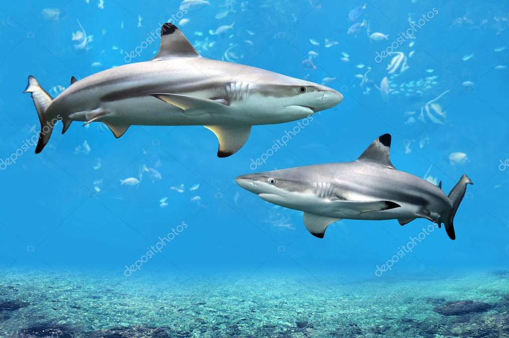 Blacktip Reef Sharks Swimming in Tropical Waters — Stock Photo ...