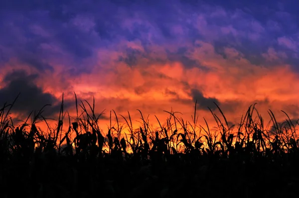 Cornfield At Dusk