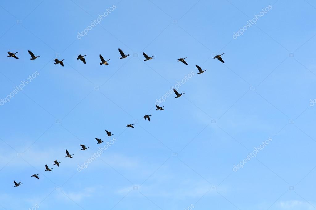 Canadian Geese V Formation