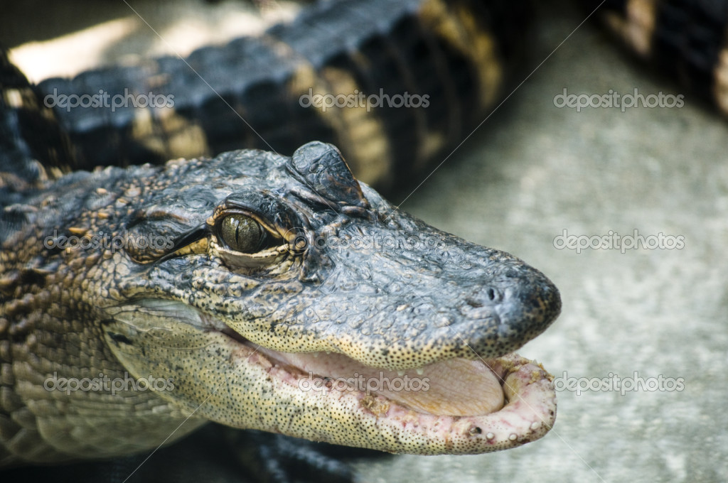 Head of an alligator Stock Photo by ©gabriela_lupu 14425187