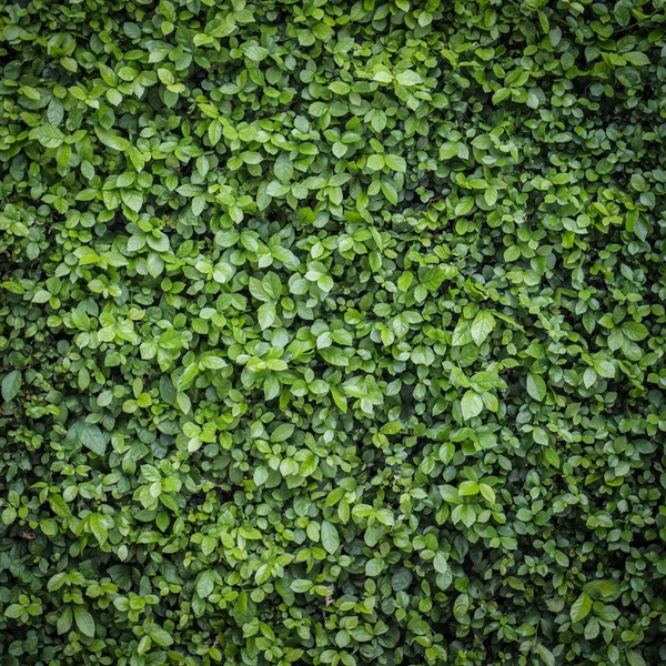 Green leaf wall Stock Photos, Royalty Free Green leaf wall Images ...