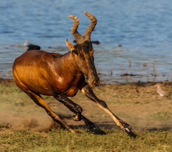Tsessebe chasing Wildebeast Stock Photo by ©Riaanvdberg 36027861