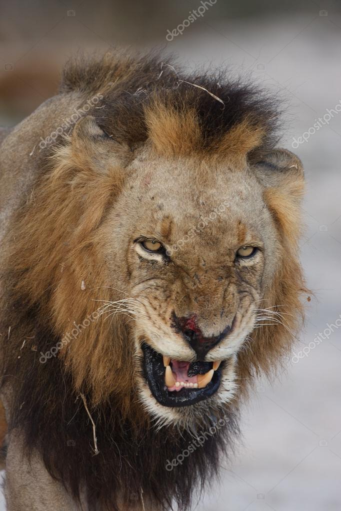 Mapogo Lion — Stock Photo © Riaanvdberg #36228995