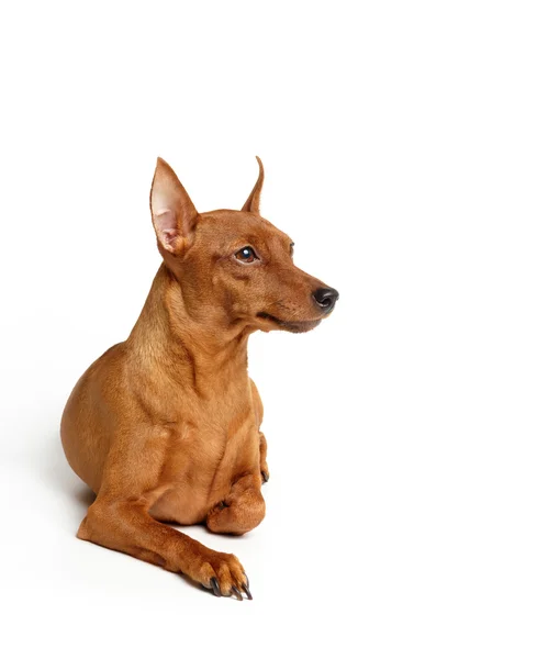 Red Miniature Pinscher ⬇ Stock Photo, Image by © photopotam #12894789