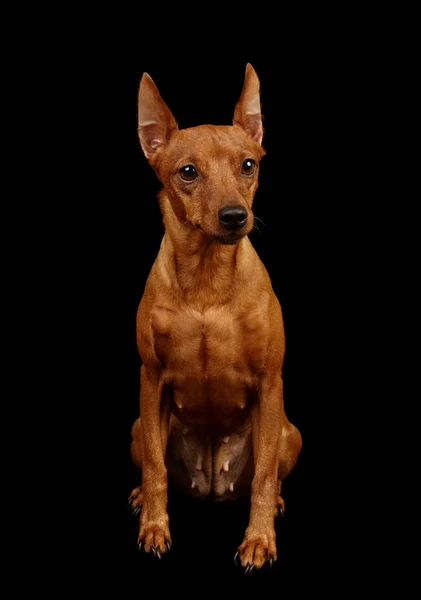 Red Miniature Pinscher ⬇ Stock Photo, Image by © photopotam #12894789