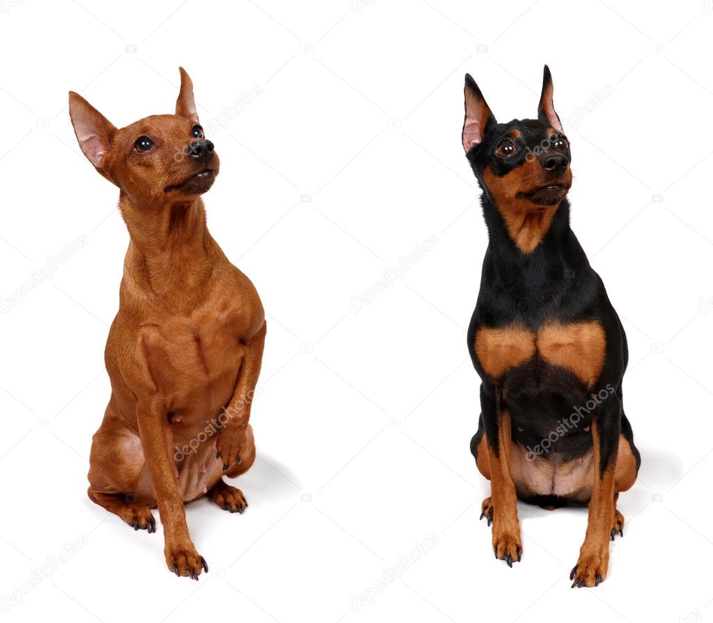 Two Miniature Pinschers — Stock Photo © photopotam #13179086