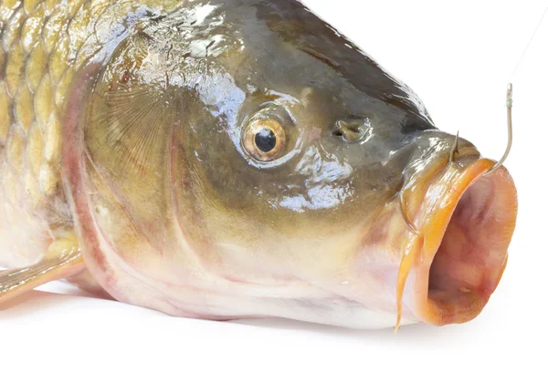 Kapr ústa — Stock Fotografie © draskovic #8150498