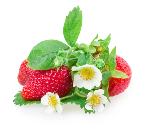 Stroberi dan daun hijau Stock Photos, Royalty Free Stroberi dan daun ...