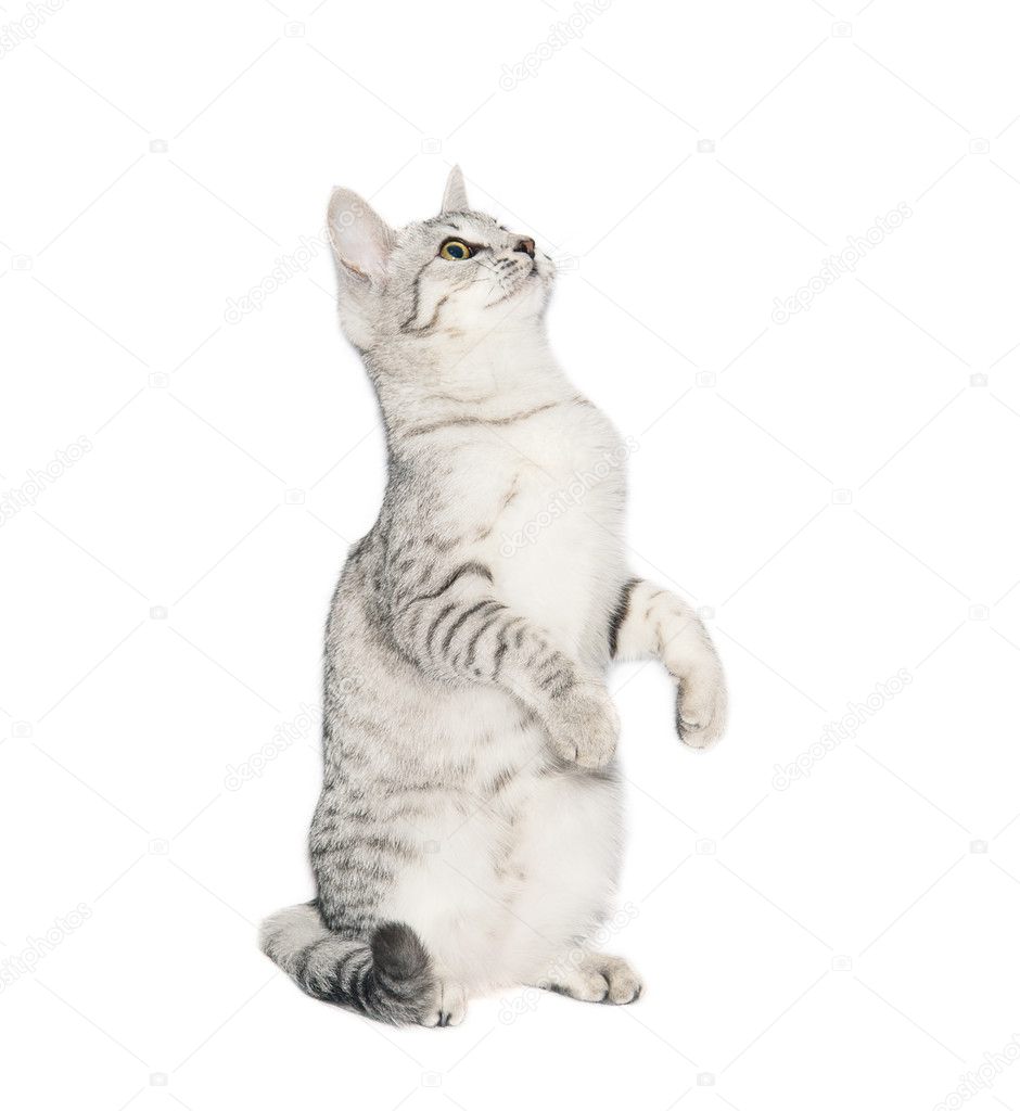 Gray cat — Stock Photo © dmitriykp #50190997