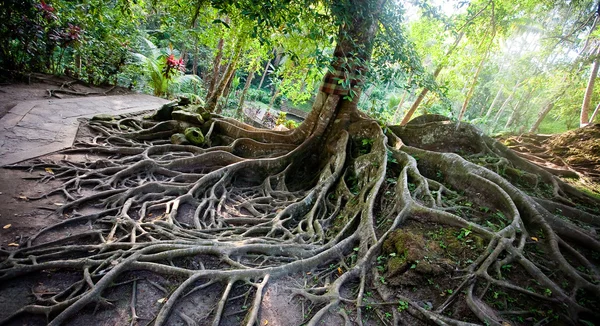 Tree roots Stock Photos, Royalty Free Tree roots Images | Depositphotos