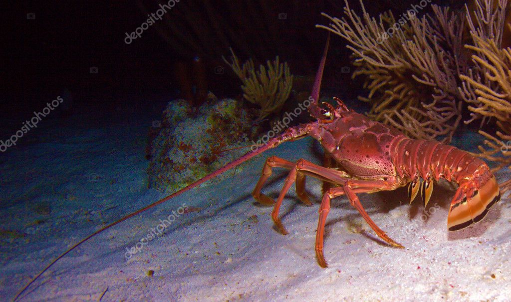 Red lobster in the wild, Cayo Largo, Cuba — Stock Photo © Rostislavv ...