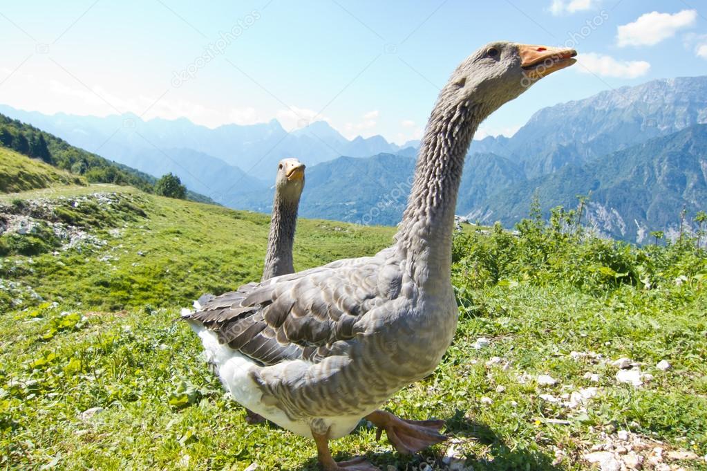 Two happy geese in the mountain Stock Photo by ©tommasolizzul 14537461