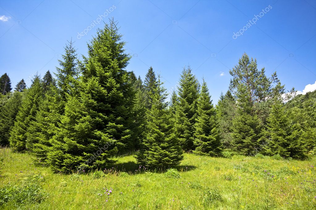 Paesaggio con boschi di pini in montagna in estate — Foto Stock ...