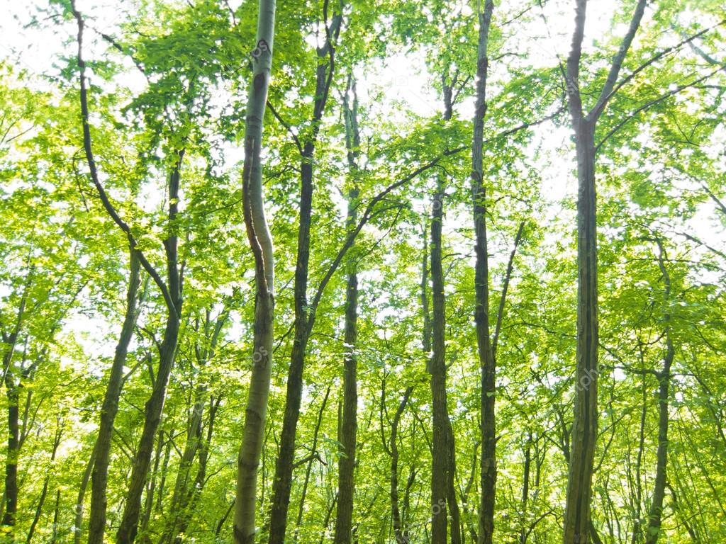 Forest trees background. nature green wood sunlight. Stock Photo by ...