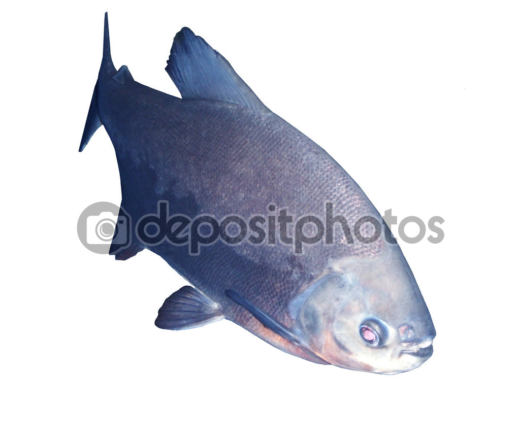 Blue sea fish — Stock Photo © TAGRAT06 #47880735