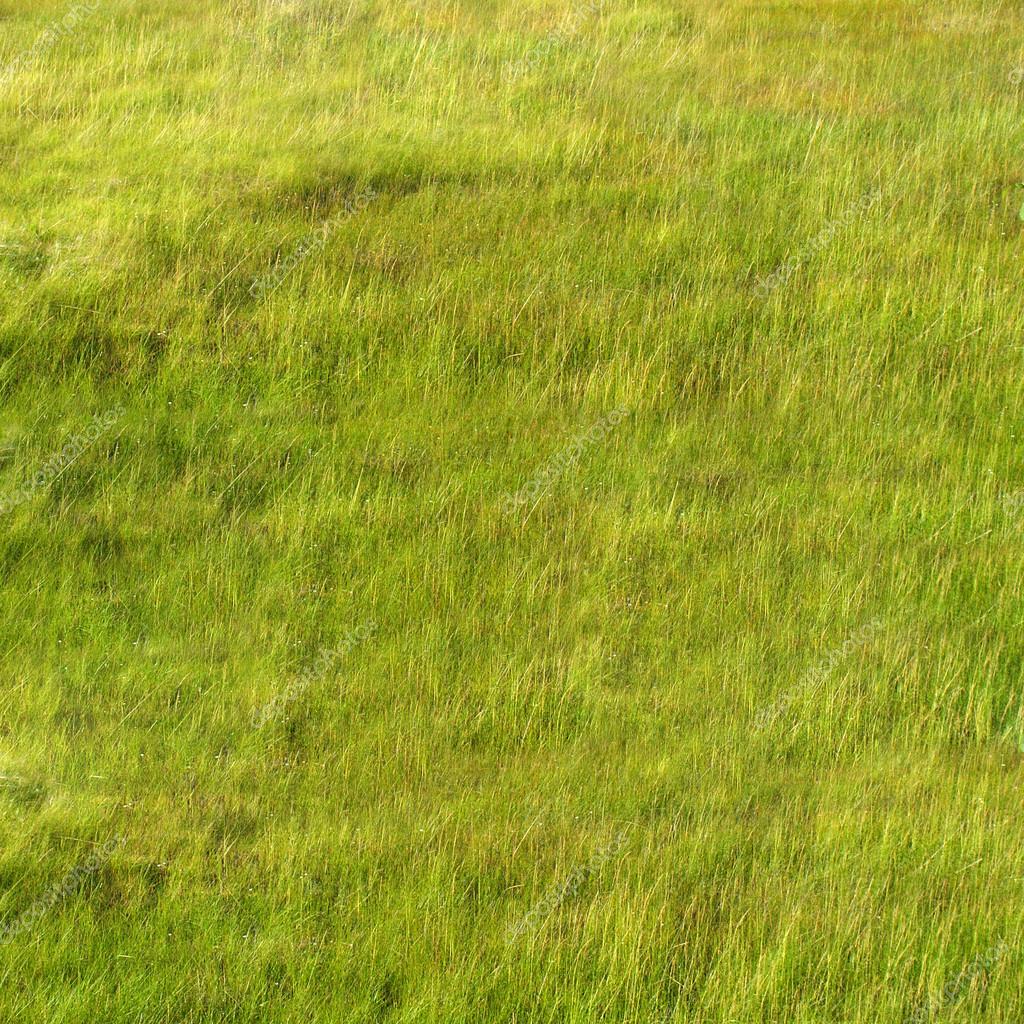 Grass texture — Stock Photo © synovec #12881187
