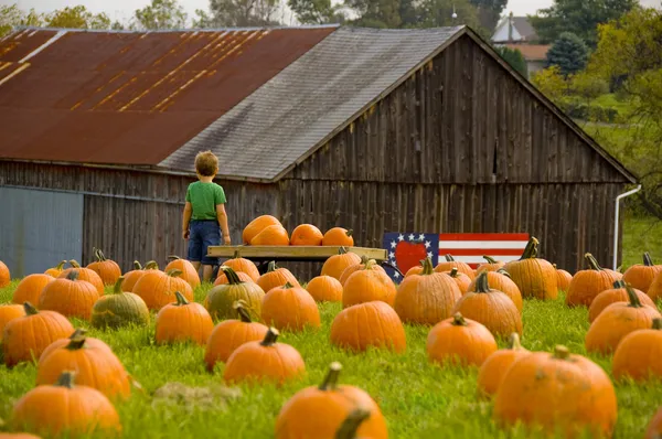 Pumpkin patch Stock Photos, Royalty Free Pumpkin patch Images ...