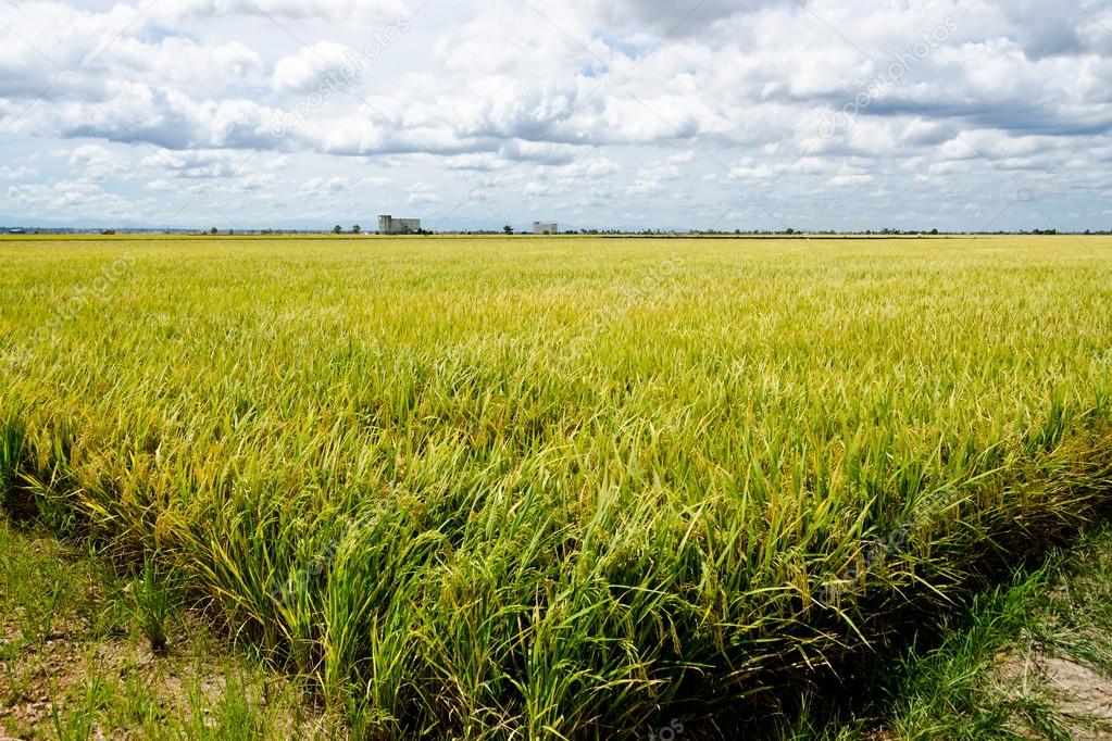 Padi Field, Sekinchan, Malaysia Stock Photo by ©lcchew 26342475