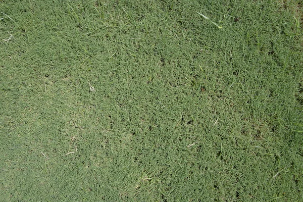 Turfgrass species images libres de droit, photos de Turfgrass species ...