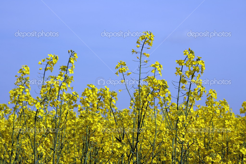Canola Stock Photo by ©urmas 13810318