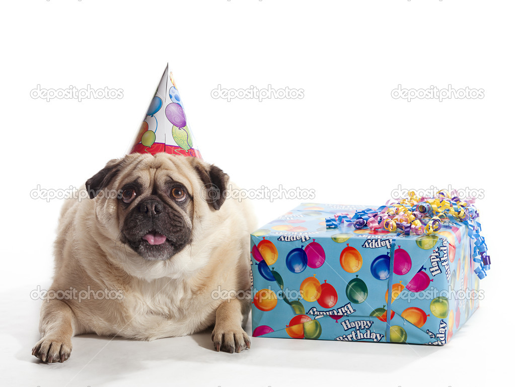 Birthday Pug Stock Photo by ©kozzi2 13124689