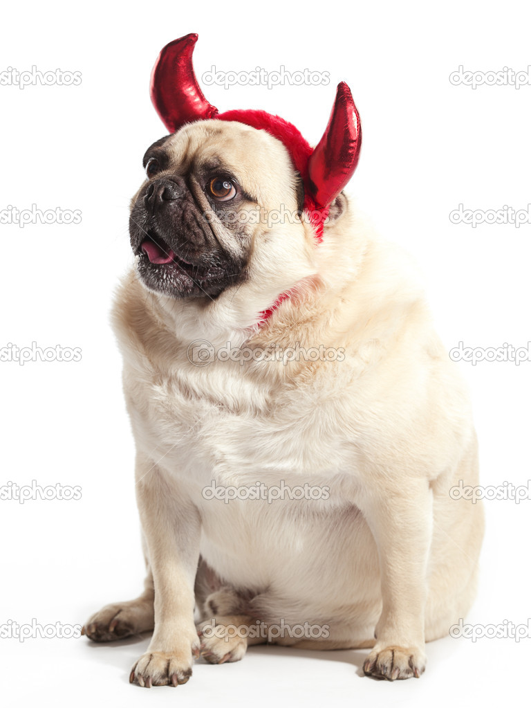 Devil dog Stock Photo by ©kozzi2 17245197