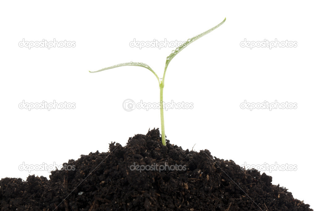 Small plant on soil Stock Photo by ©kozzi2 19300629