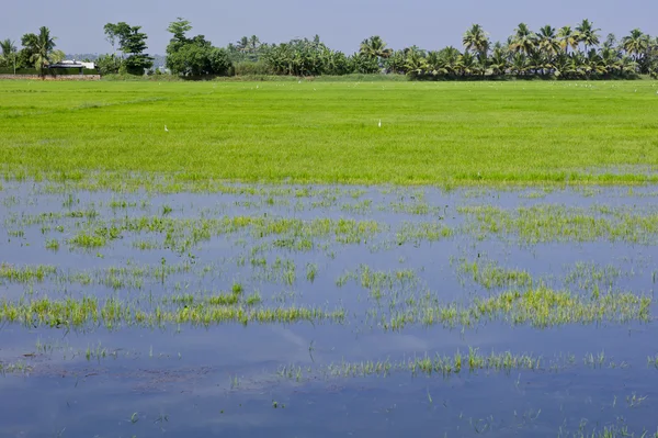 Paddy flooding Stock Photos, Royalty Free Paddy flooding Images ...