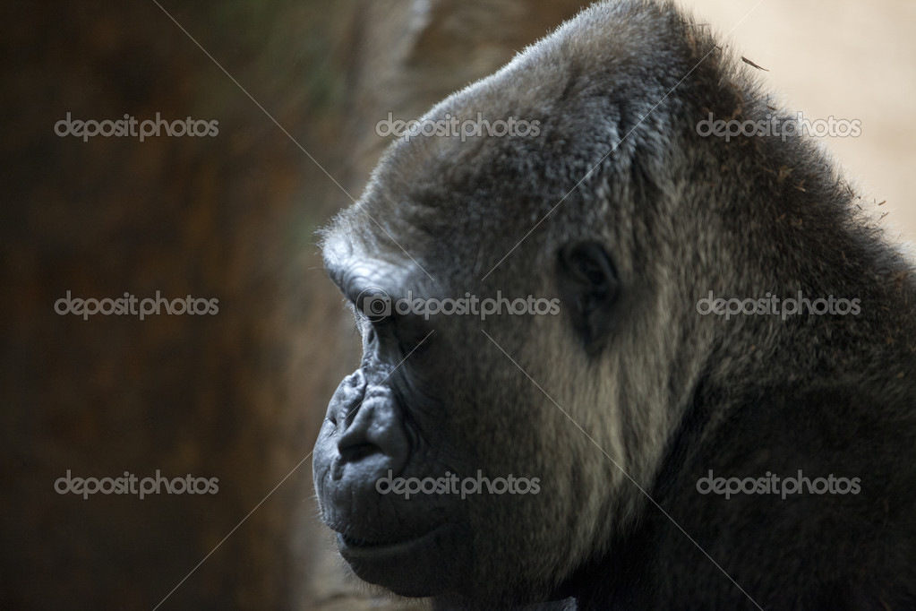 APE-Seitenansicht — Stockfoto © kozzi2 #20331893