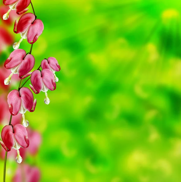 Pink bleeding heart flower - Stock Image - Everypixel