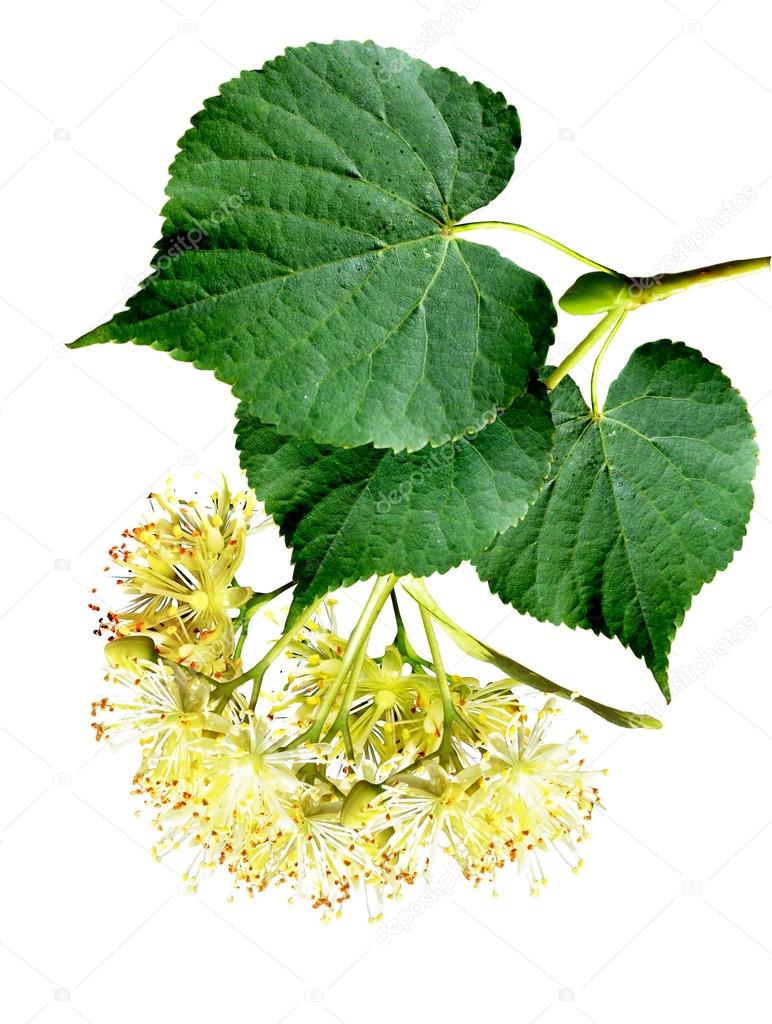 Flores de tilo sobre fondo blanco 2023