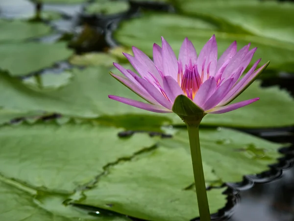 Colchicum water lily Stock Photos, Royalty Free Colchicum water lily ...