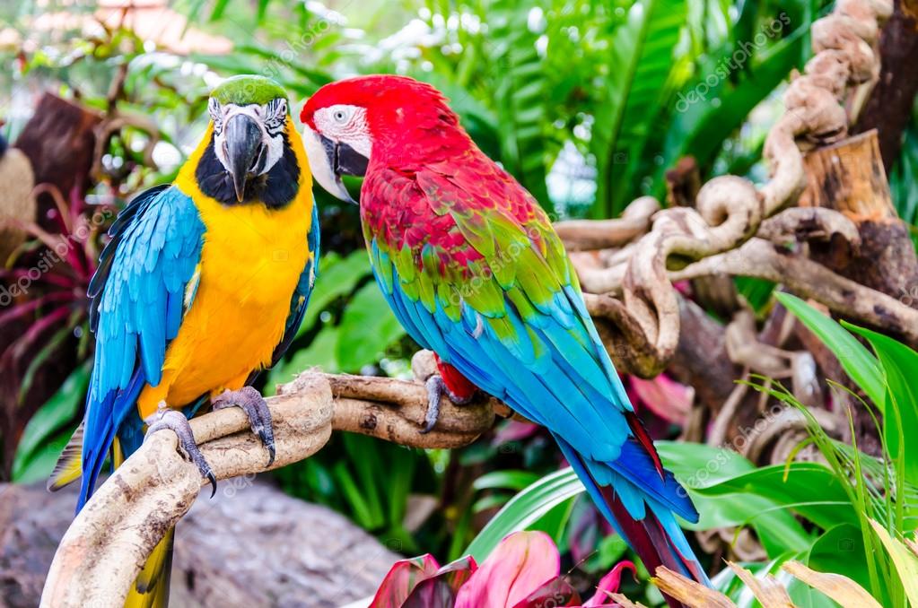 Parrot Stock Photo by ©aoo8449 36480307