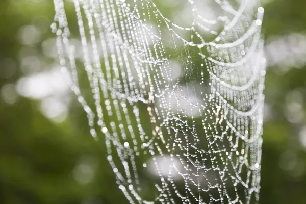 Cobweb — Stock Photo © scaners3d #2210831