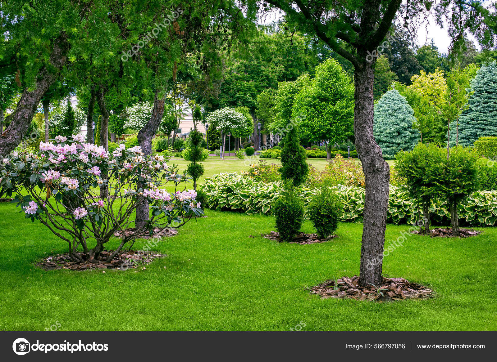 Landscape Garden Flowering Deciduous Bushes Evergreen Bushes Thuja Park ...