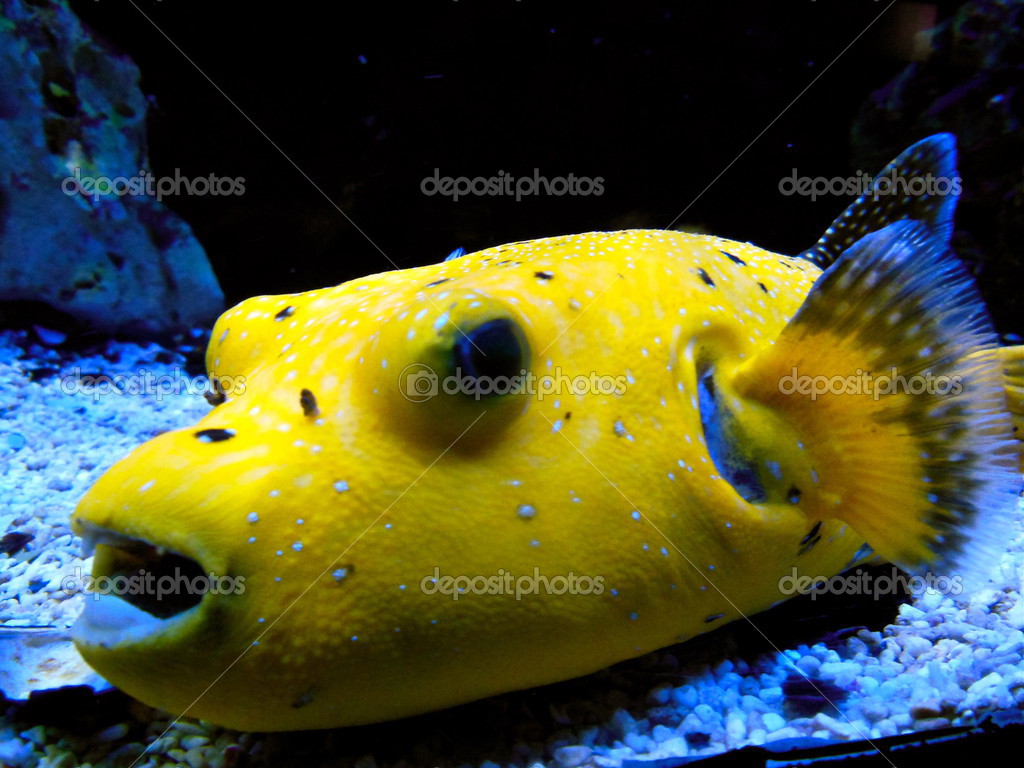Yellow Blowfish — Stock Photo © valbunny #25014585