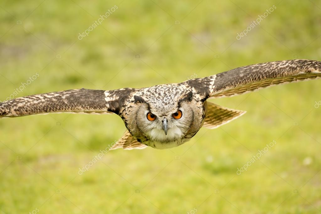 Flying eagle owl — Stock Photo © w20er #25368243