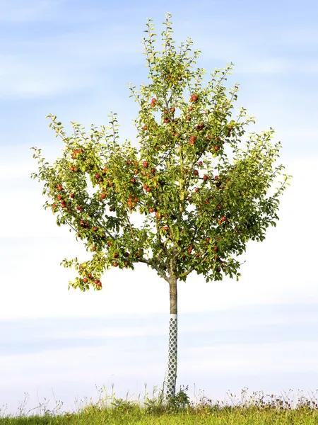 Apple tree Stock Photos, Royalty Free Apple tree Images | Depositphotos