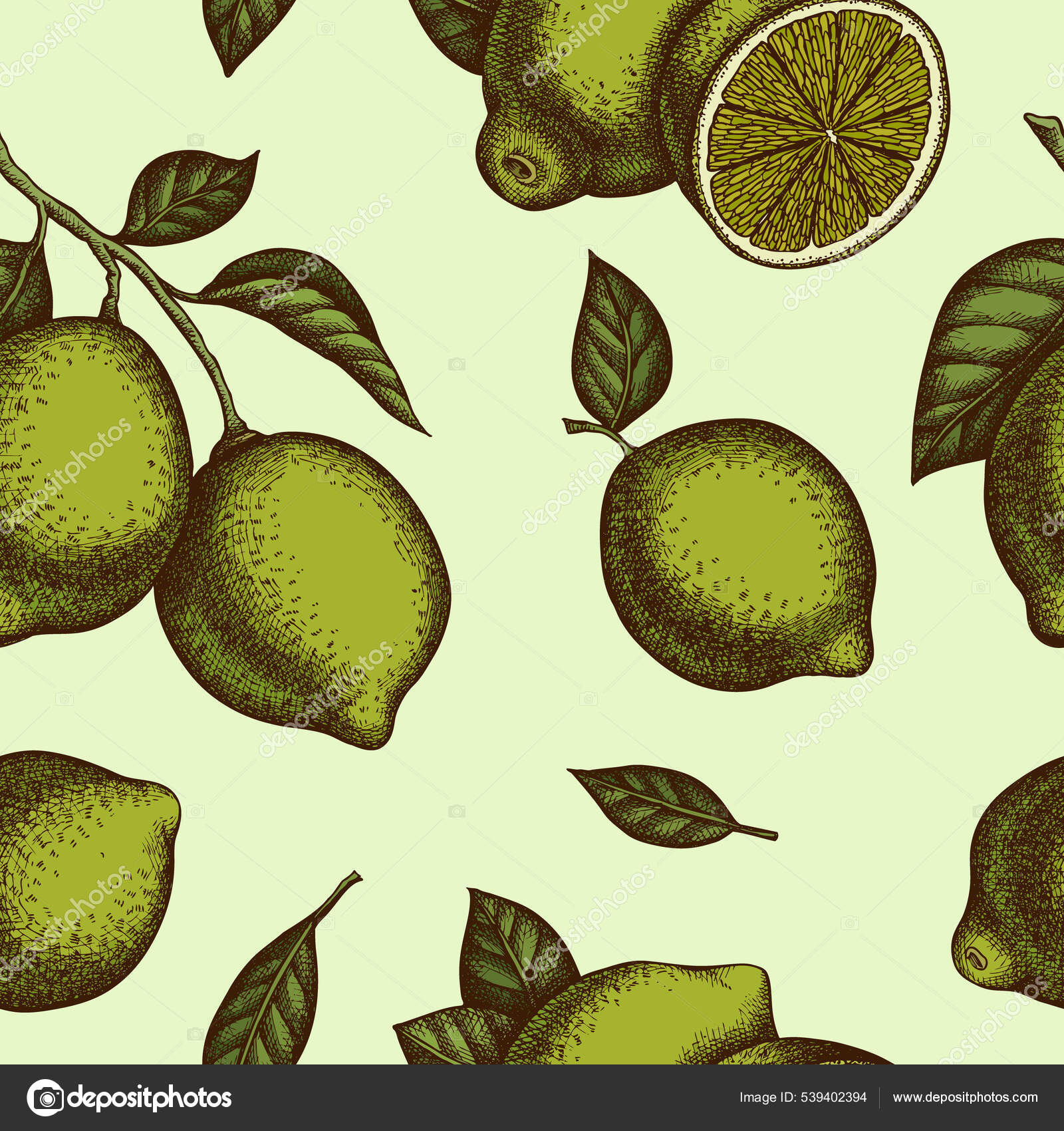 Citrus seamless pattern background design. Engraved style. Hand drawn lime. Stock Vector Image ...