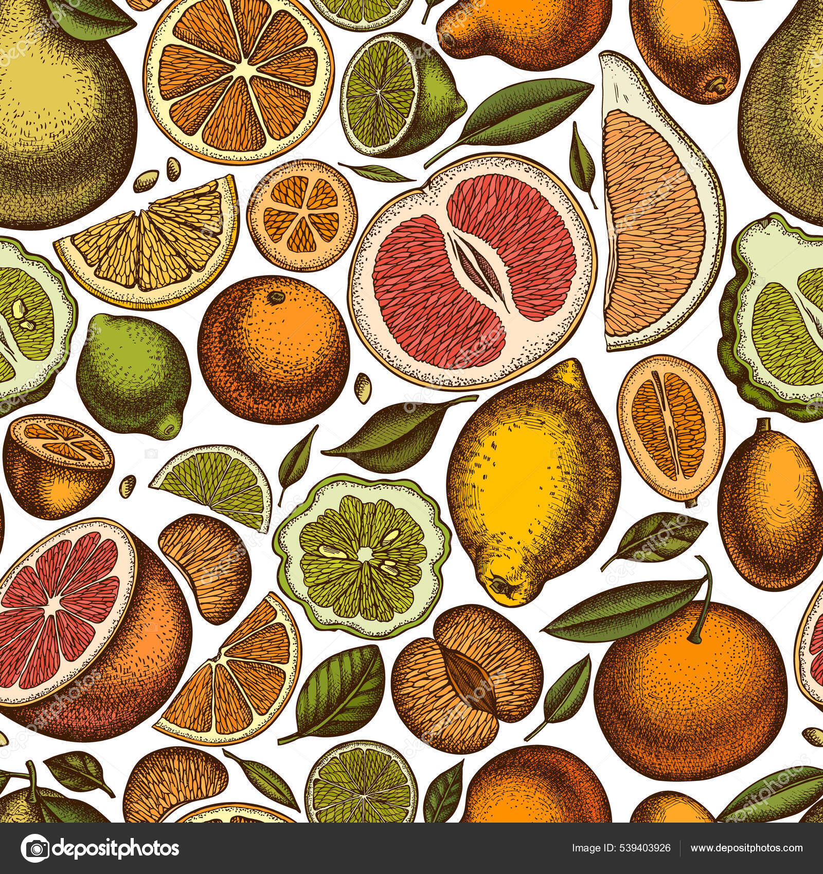 Citrus seamless pattern background design. Engraved style. Hand drawn ...