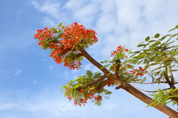 Delonix regia tree Stock Photos, Royalty Free Delonix regia tree Images ...