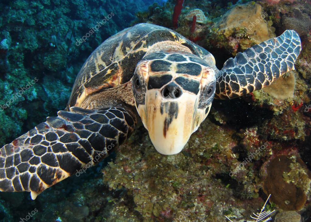 Hawksbill Up Close Stock Photo by ©mermand76 13317340