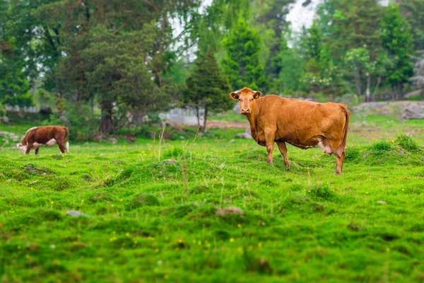 Cow and calf in rural landscape - Stock Image - Everypixel
